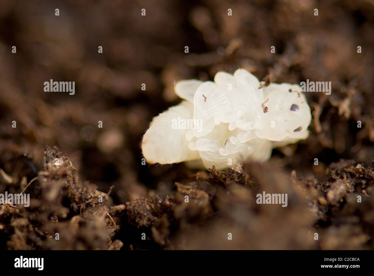 Vine weevil pupa, Otiorhynchus sulcatus Stock Photo - Alamy