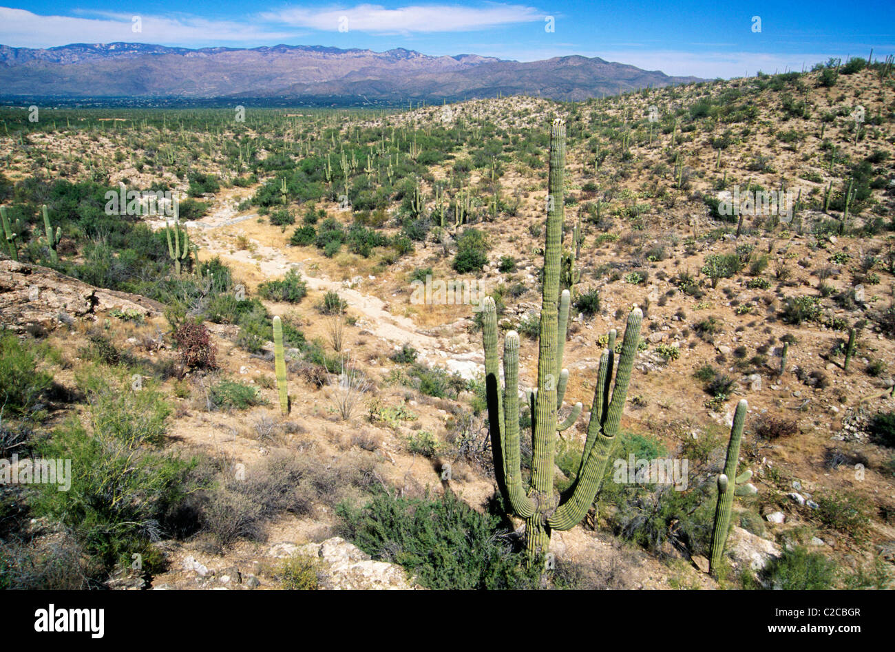 Dried up river bed and Saguaro Cactii, Carnegiea gigantea, Saguaro ...