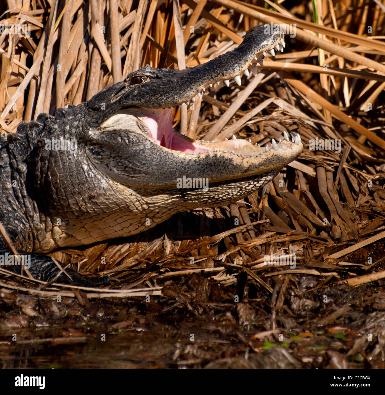 American Alligator - Showing Teeth (Alligator mississippiensis Stock ...