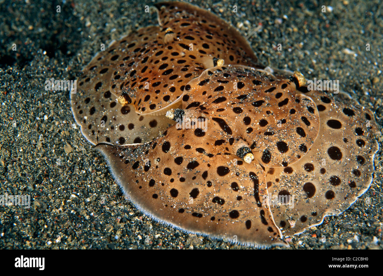 Pleurobranchaeidae hi-res stock photography and images - Alamy