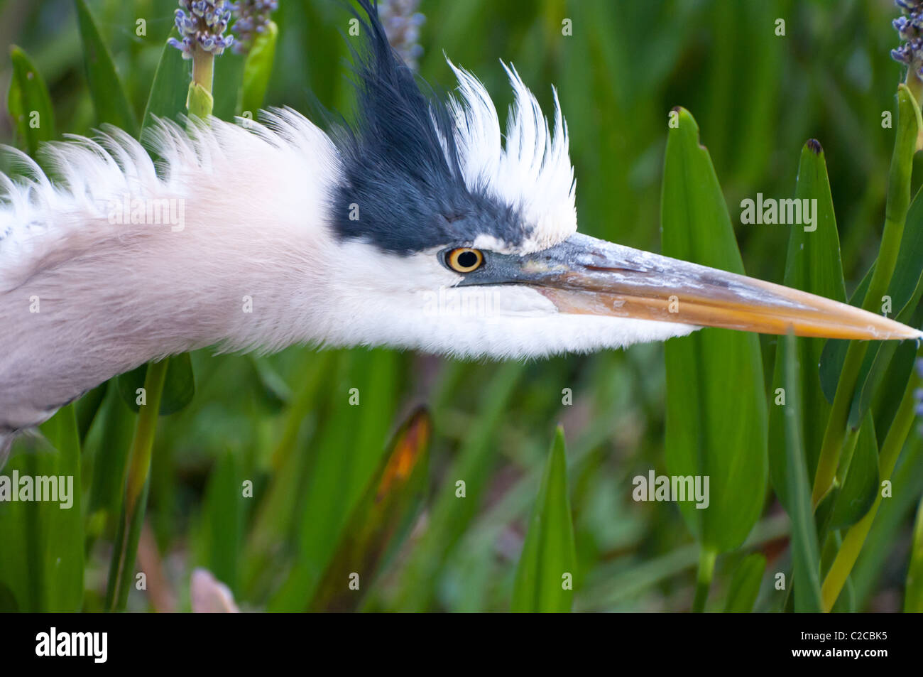 Great Blue Heron Head Crest High Resolution Stock Photography and ...