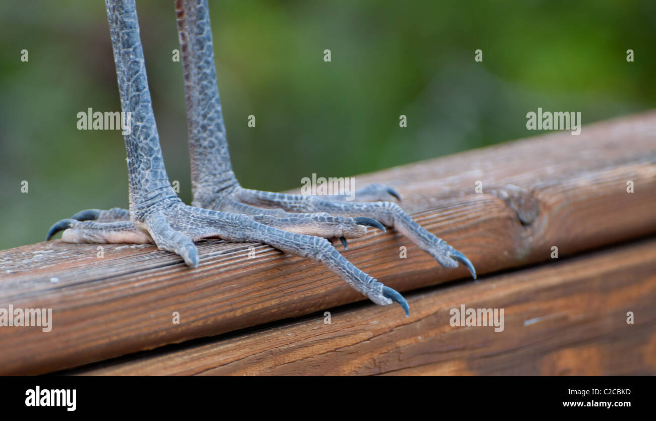 Heron Feet High Resolution Stock Photography and Images - Alamy