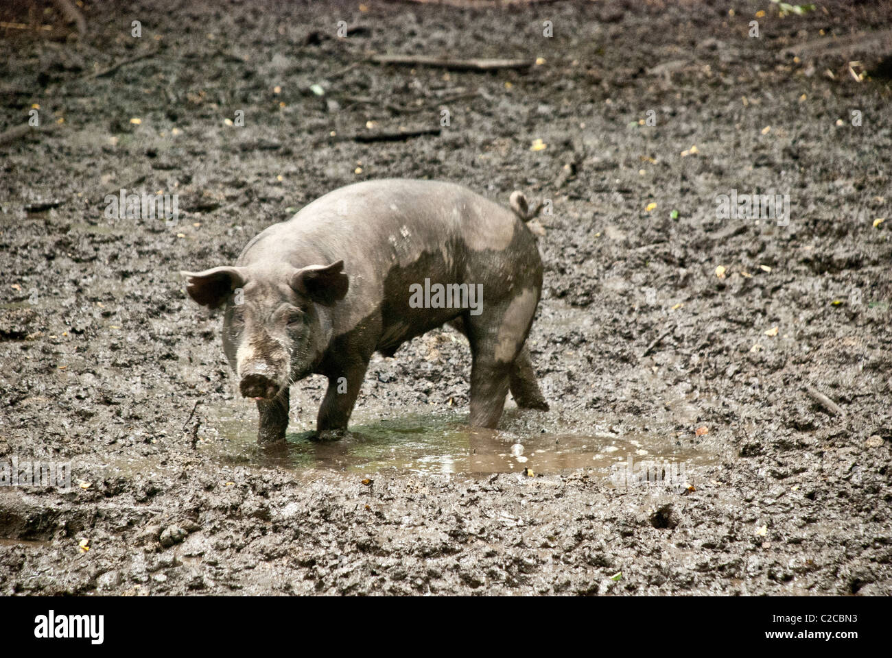 Berkshire Pig Standing in a mud wallow, Stone Barns Center for Food and ...