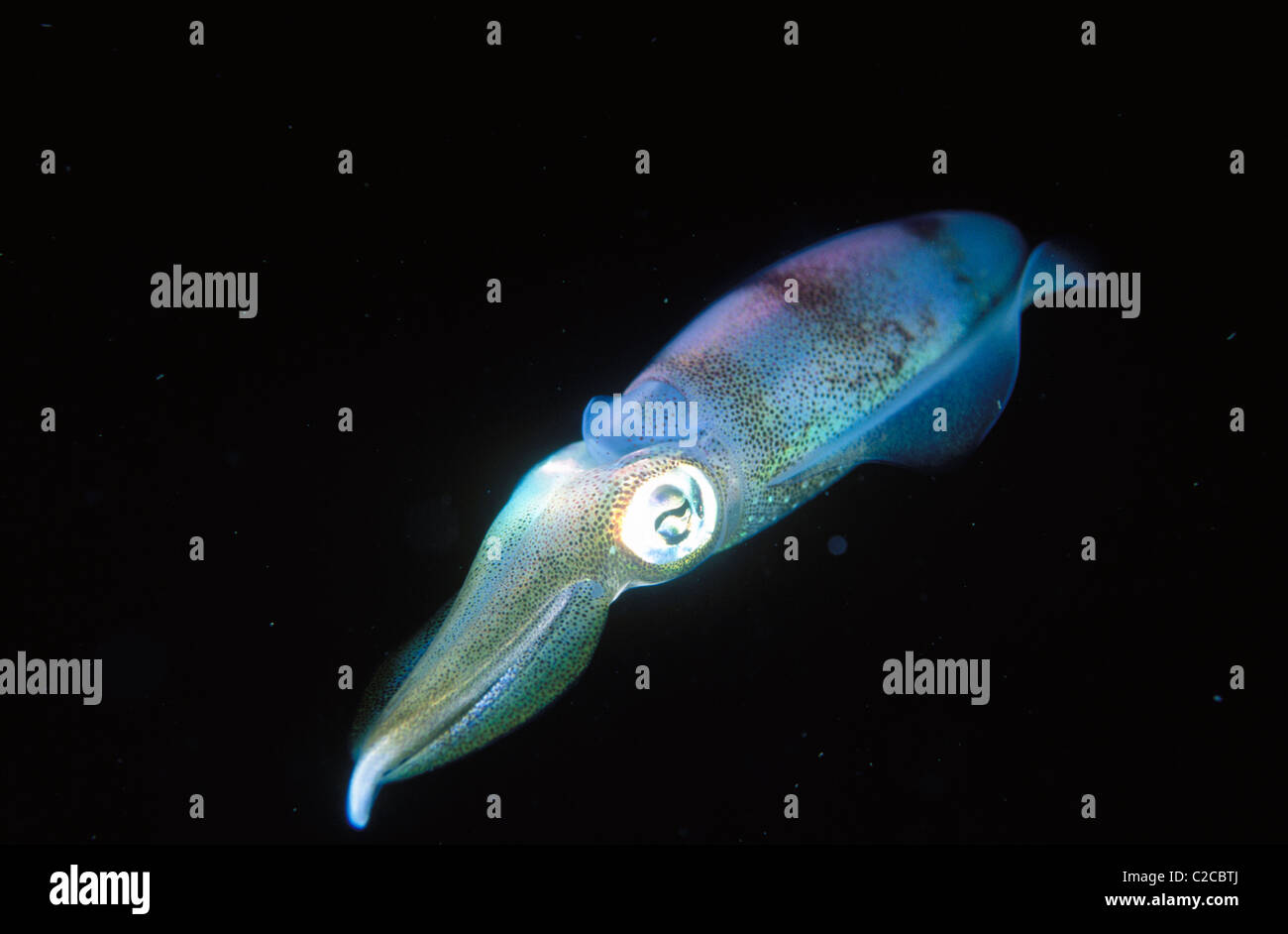 Myopsida squid hi-res stock photography and images - Alamy