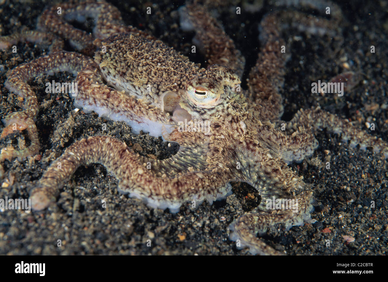 White spot octopus hi-res stock photography and images - Alamy