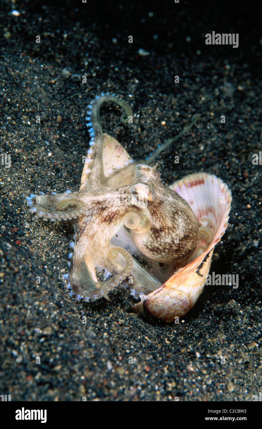 Veined Octopus, Amphioctopus marginatus, protected with shells, Lembeh ...
