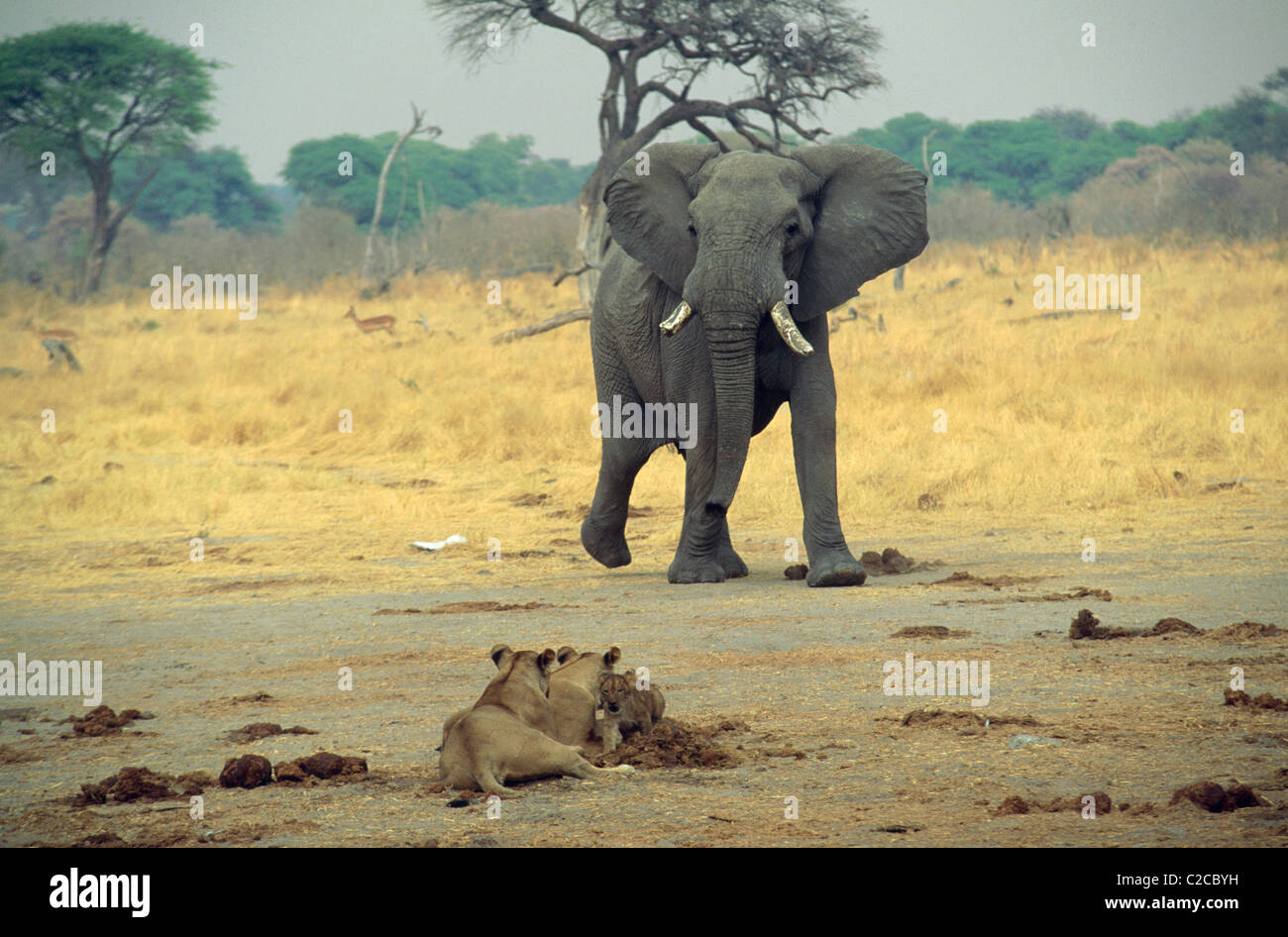 Elephant, Loxodonta africana, Endangered, facing lions, Panthera leo ...