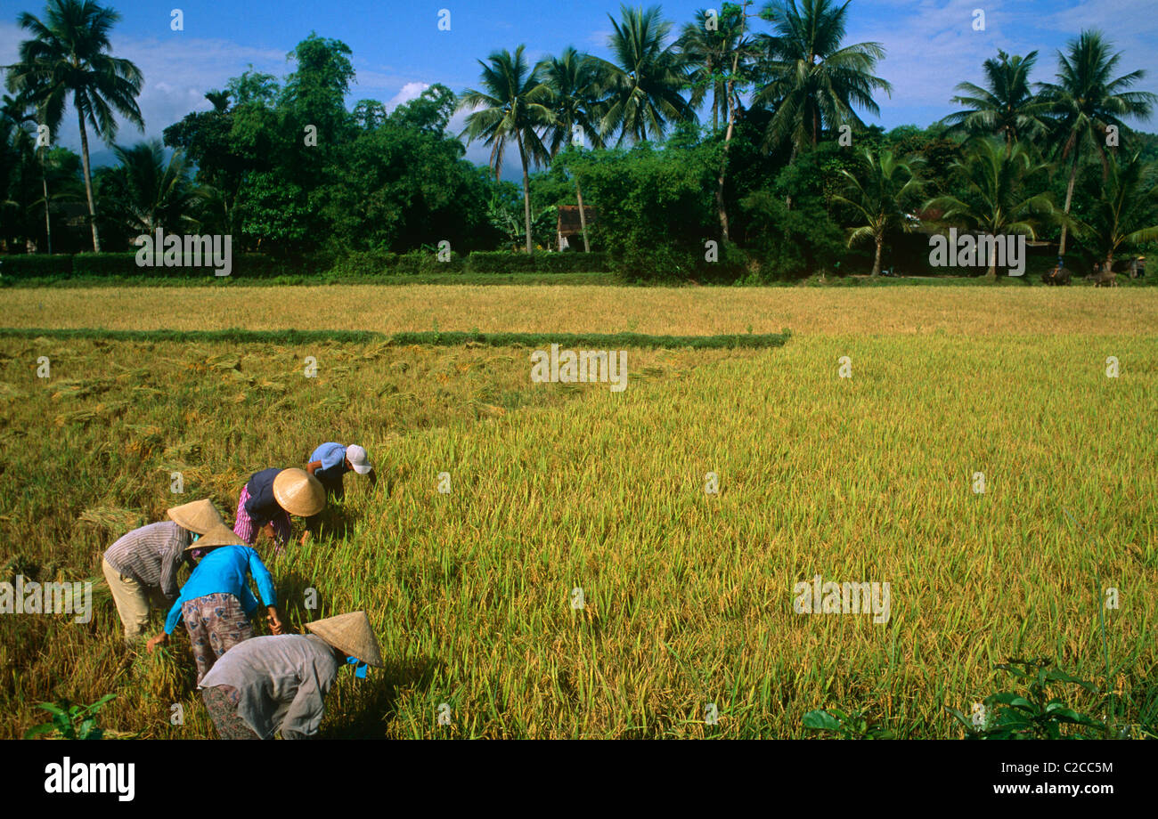 rice paddy fields, near Da Nang, Vietnam, Asia Stock Photo - Alamy