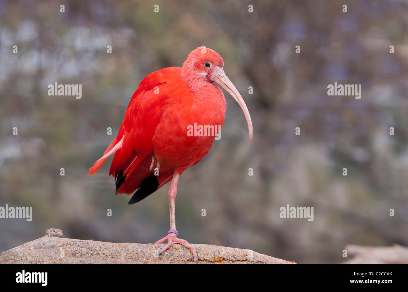 Eudocimus ruber, Scarlet ibis Stock Photo - Alamy