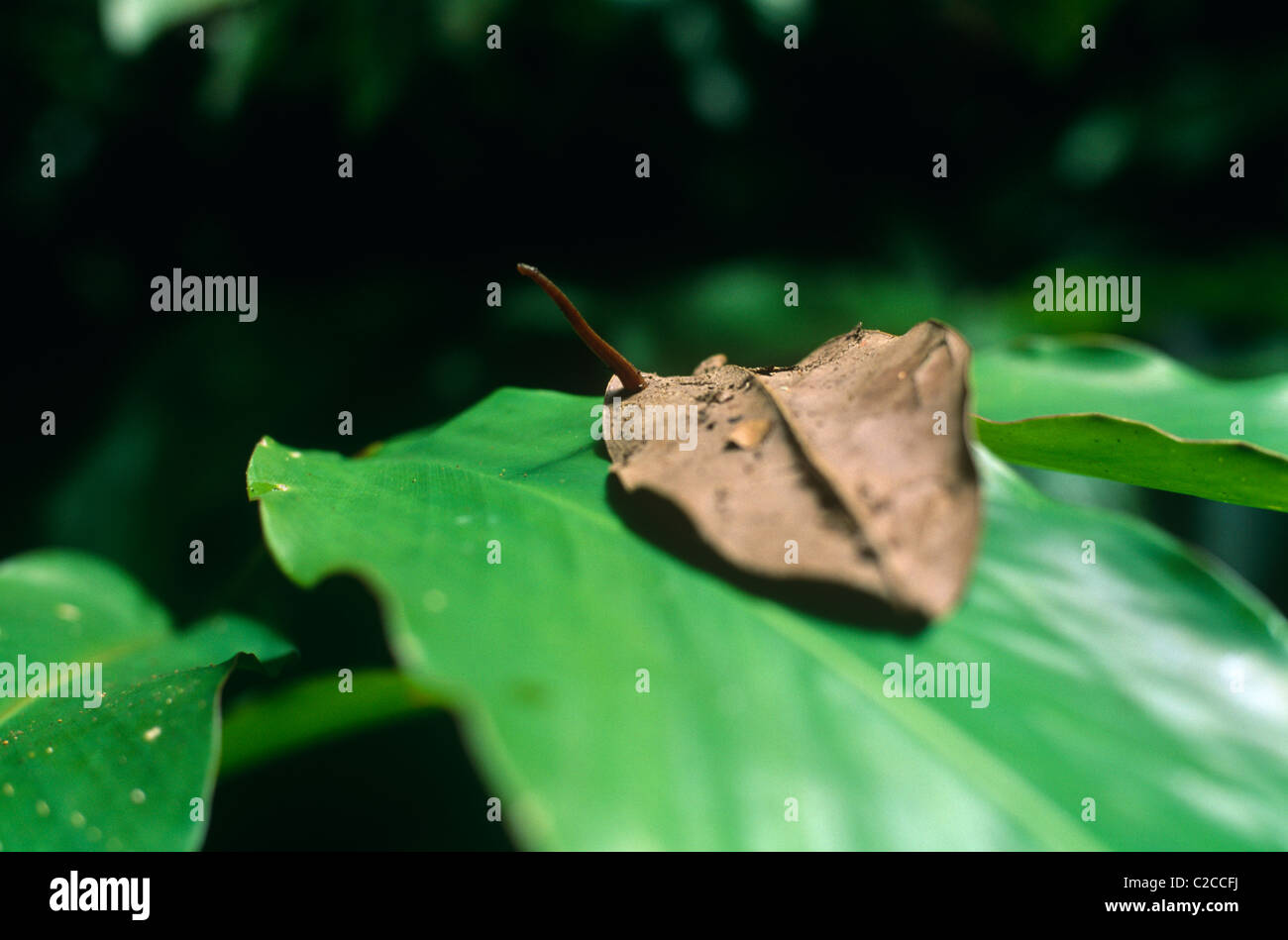 Leech, Hirudinea Subclass, Bogani Nani Wartabone National Park ...