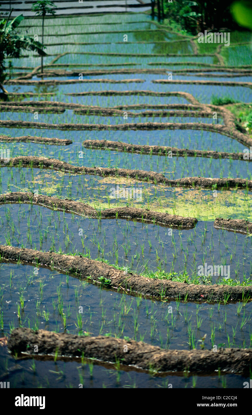 Rice padi fields, Flores, Nusa Tenggara, Indonesia, Asia Stock Photo ...
