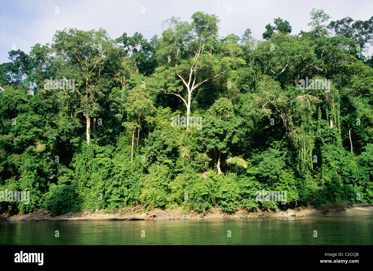 Rainforest by riverbank, Alas River, Mount Leuser National Park ...