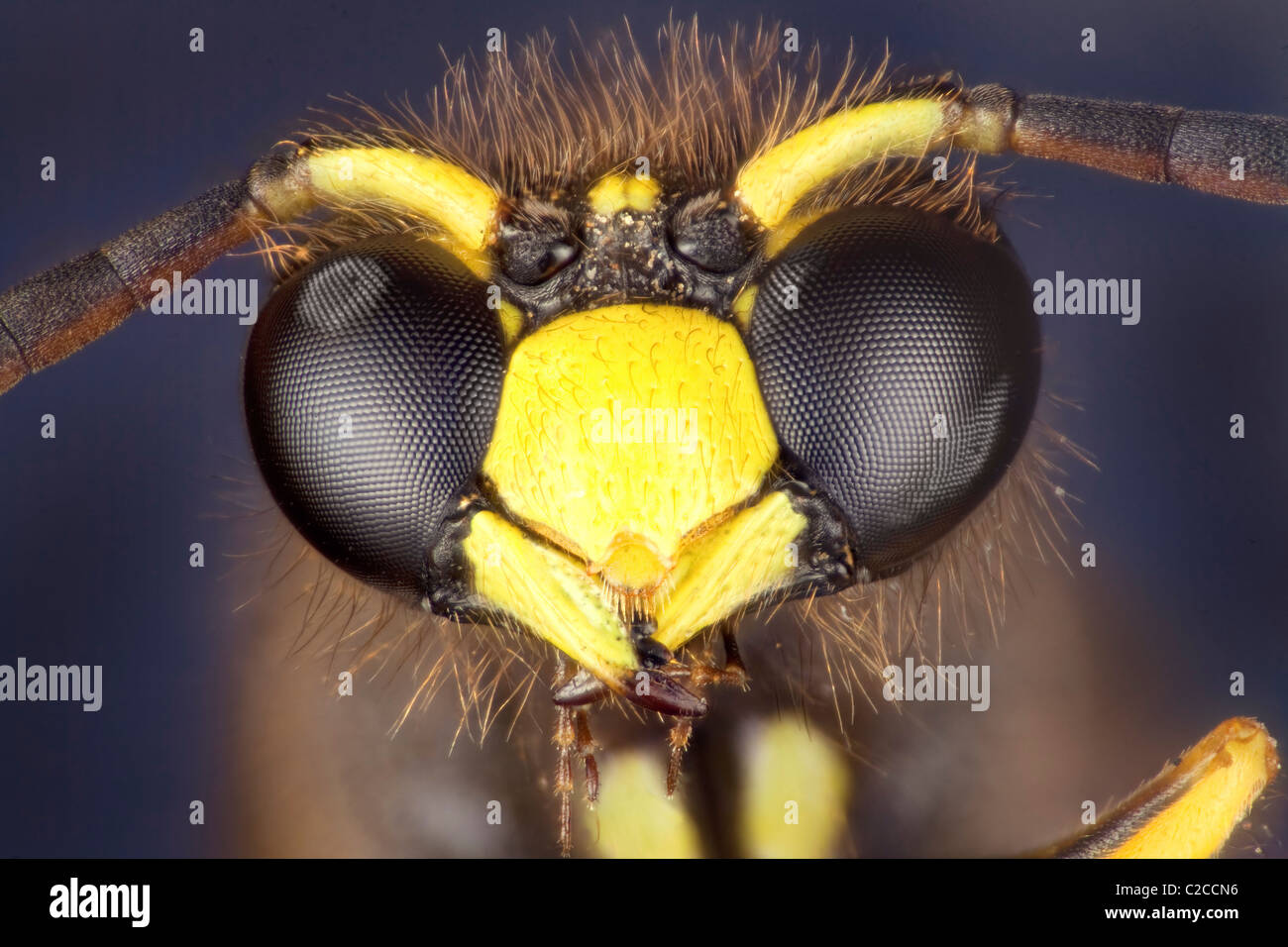 Vespa Vulgaris or the common wasp, macro view of head, compound eyes ...