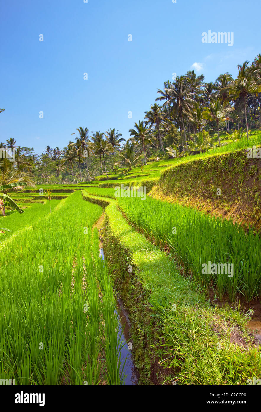 Balinese terrace hi-res stock photography and images - Alamy