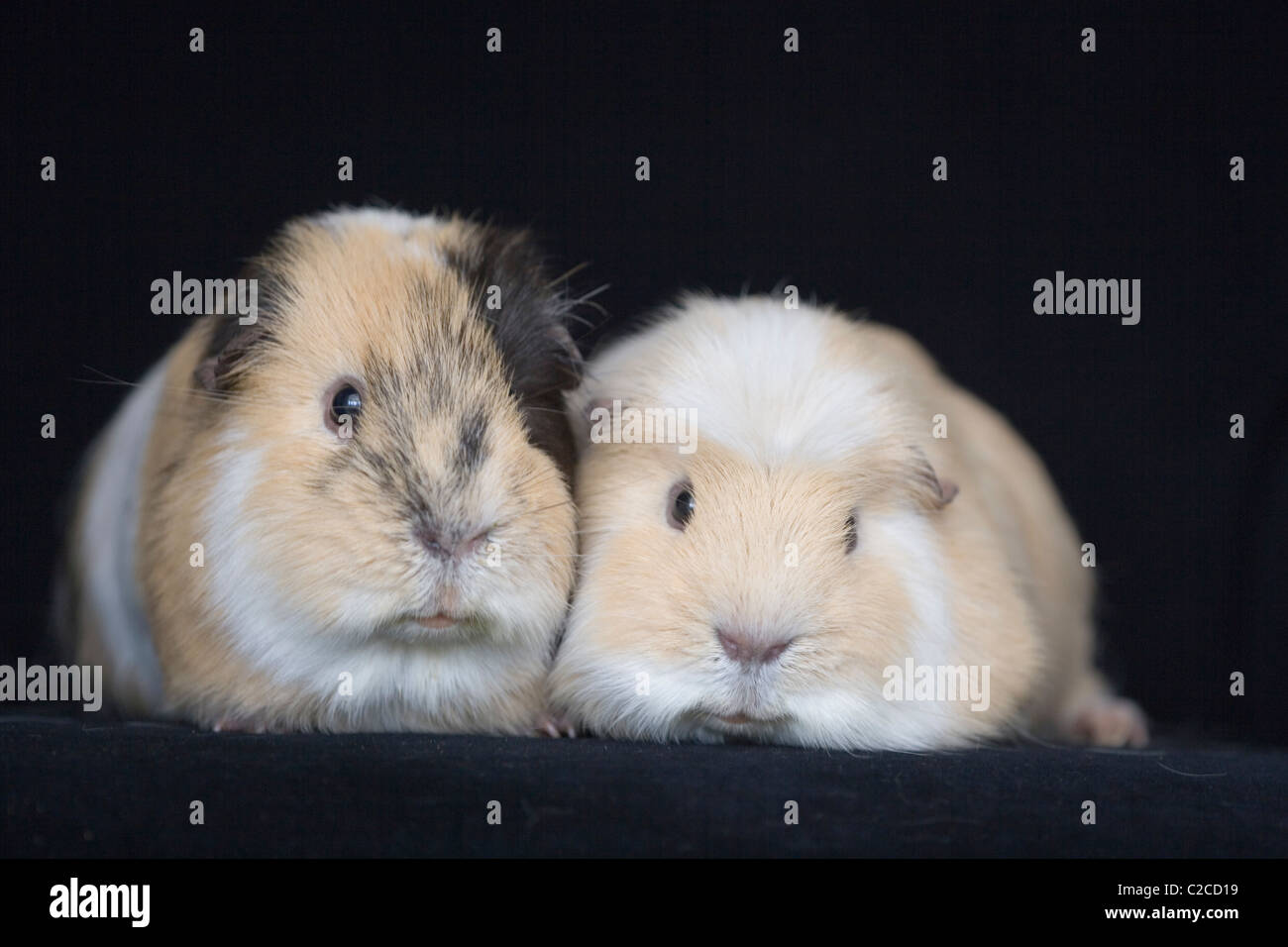 Guinea pig pose hi-res stock photography and images - Alamy