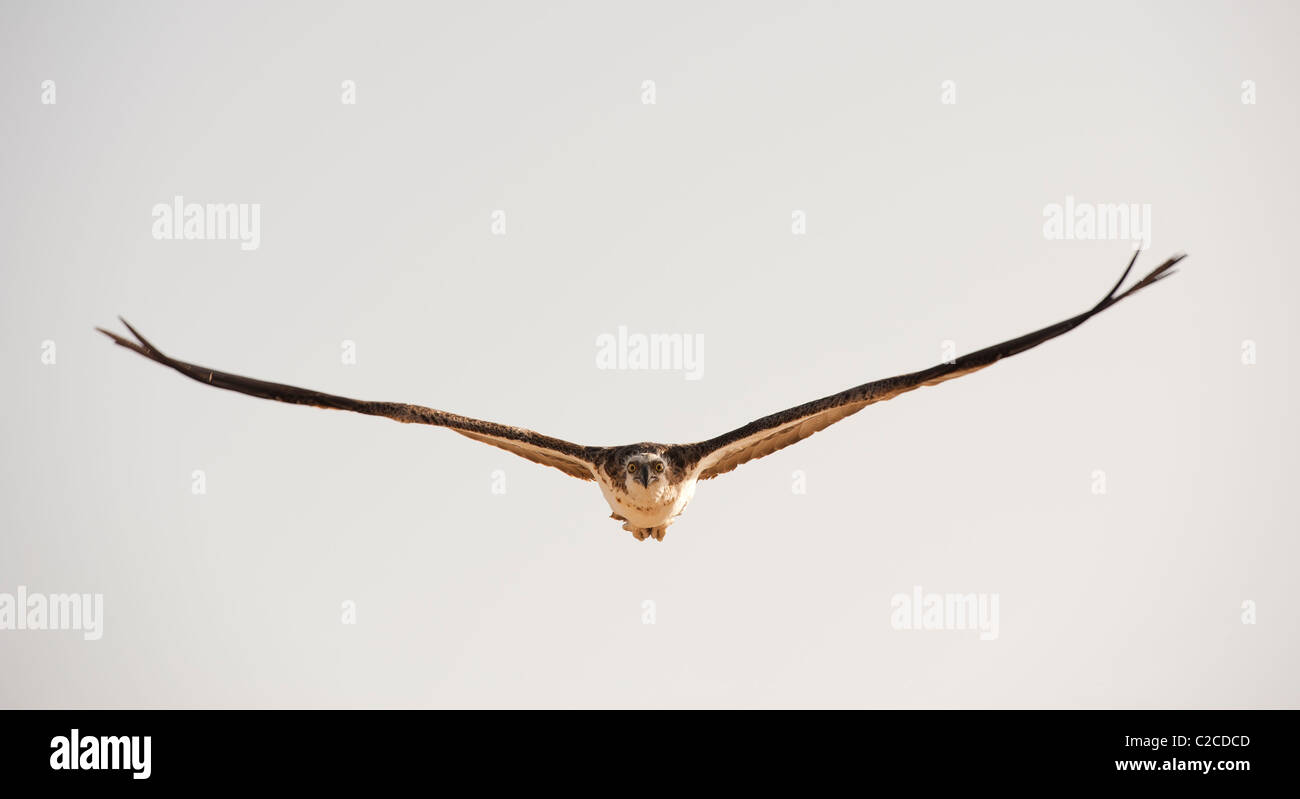 Large Osprey bird in flight with its wings spread Stock Photo - Alamy
