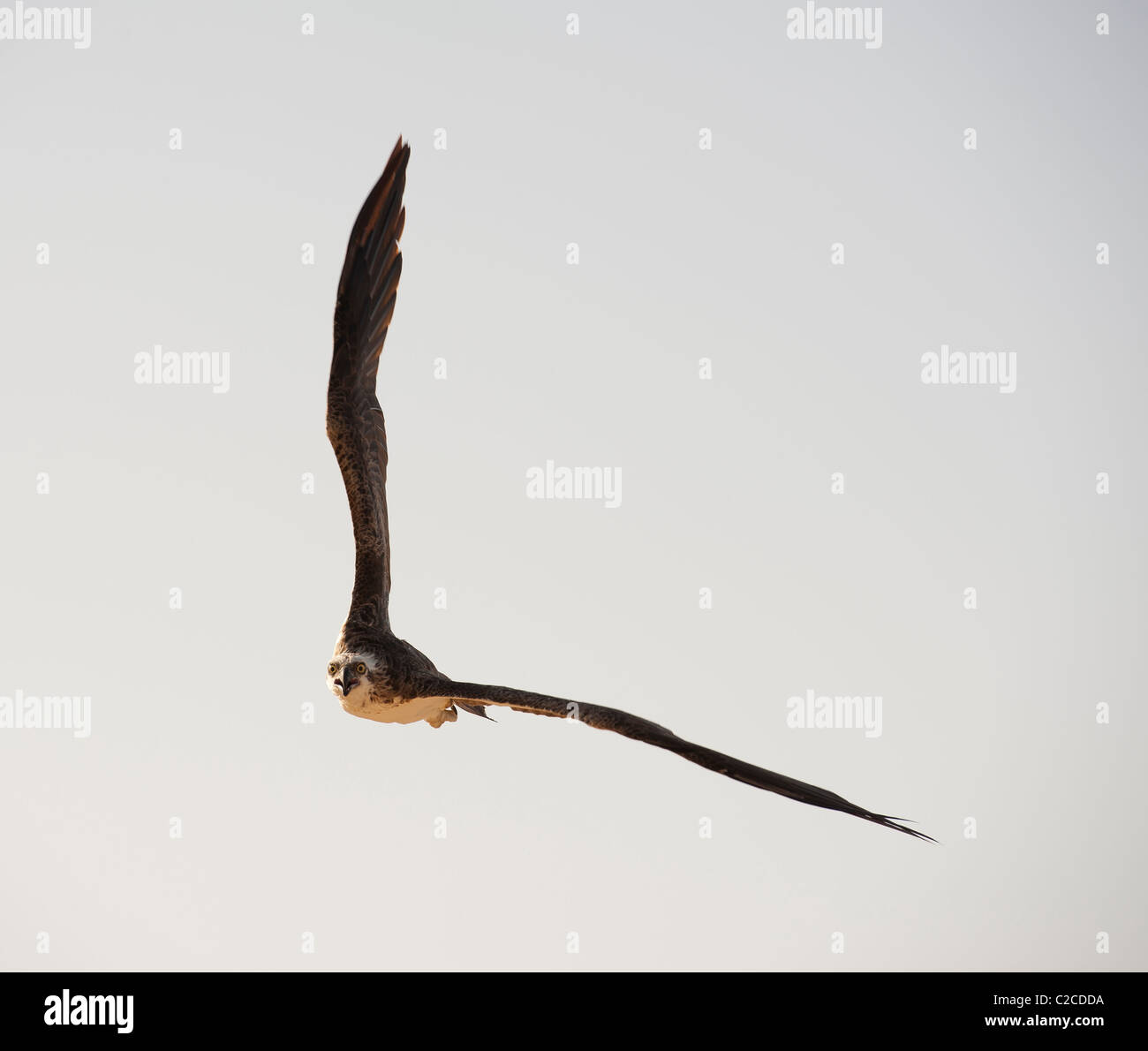 Large wing spread hi-res stock photography and images - Alamy