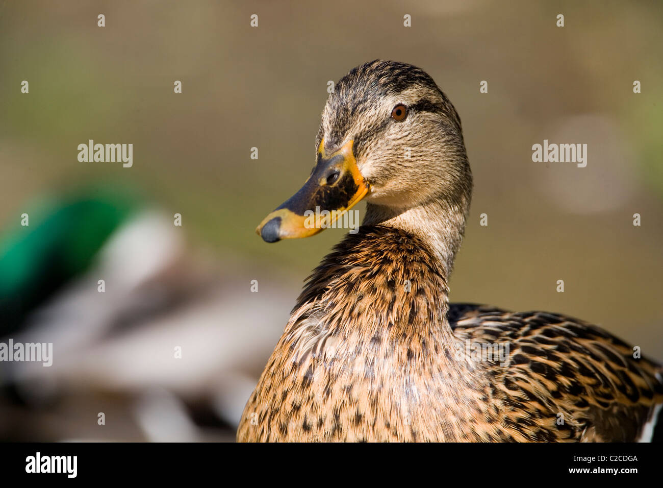 Mallard duck uk hi-res stock photography and images - Alamy
