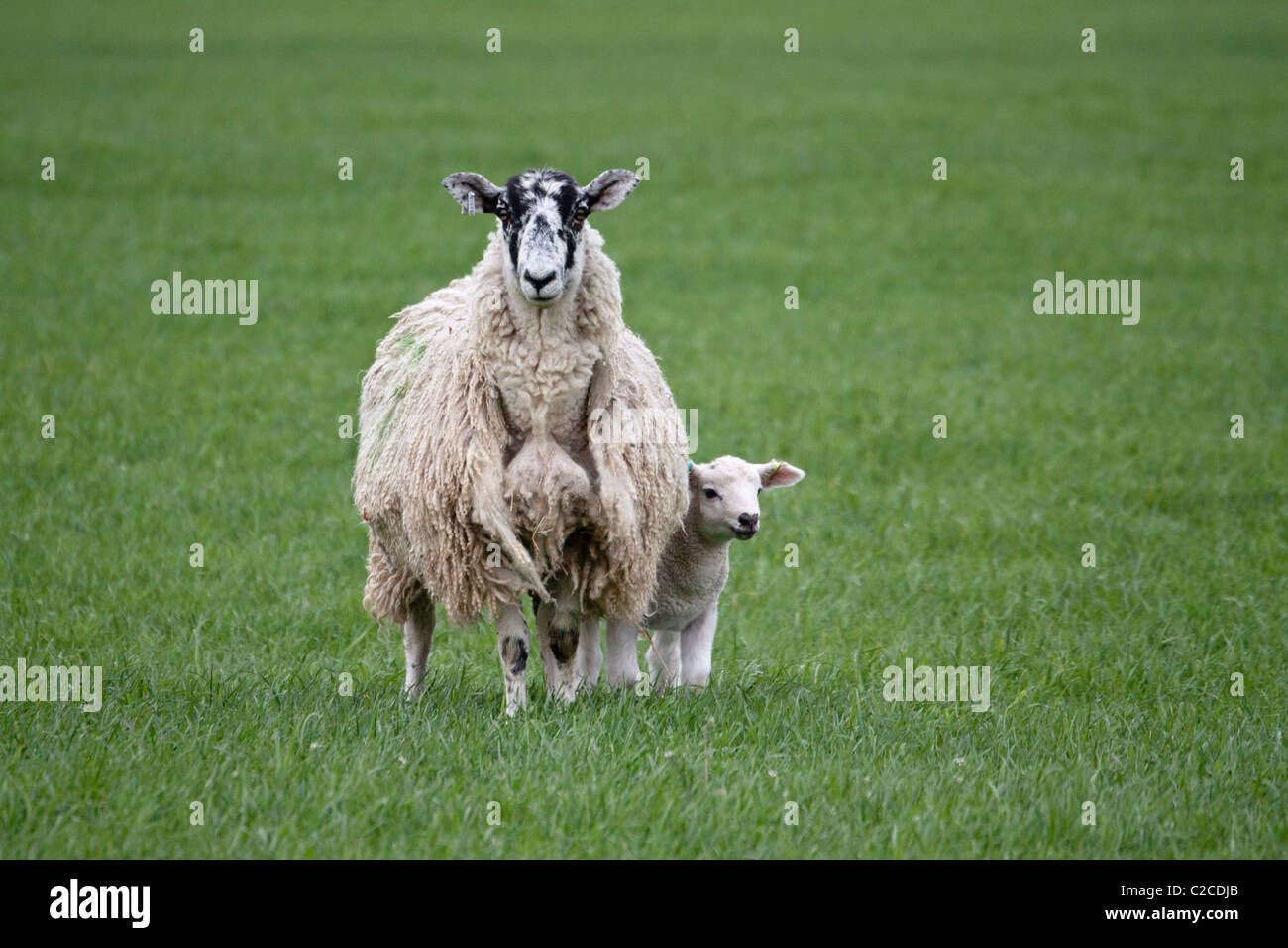 Sheep and Lamb Stock Photo - Alamy