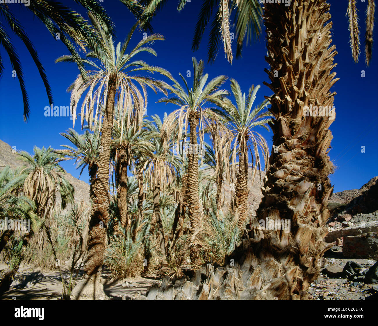 Feiran Oasis Sinai Peninsula Egypt Stock Photo - Alamy