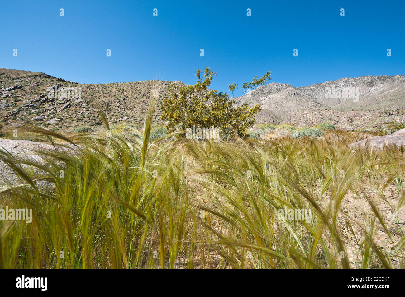 Palm Springs, California. Andreas Canyon, Indian Canyons Stock Photo ...