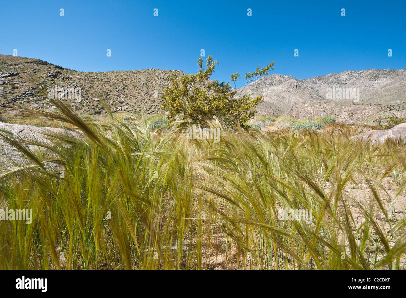 Palm Springs, California. Desert grass, Andreas Canyon, Indian Canyons ...