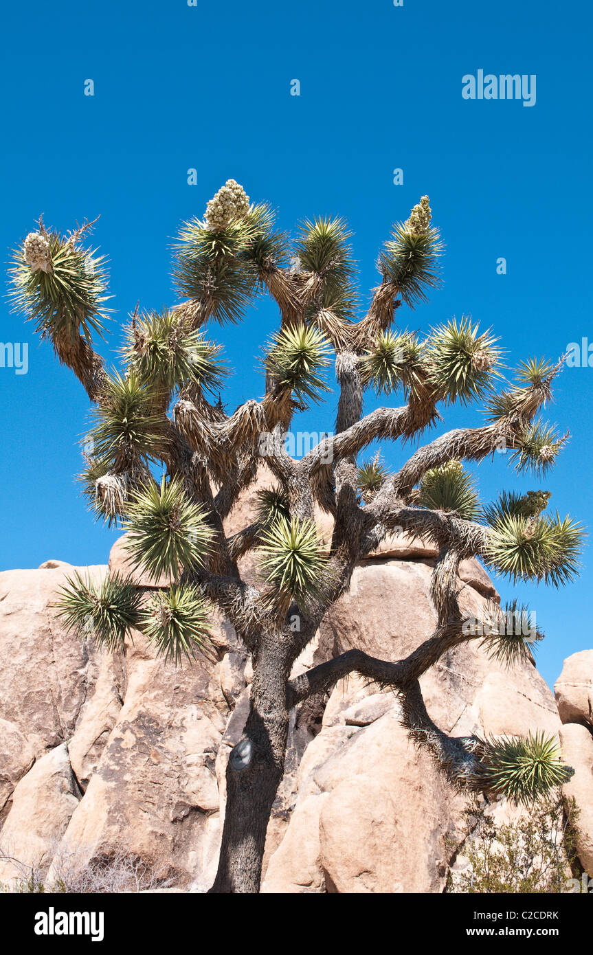 California. Blooming Joshua Tree (Yucca brevifolia), Joshua Tree ...