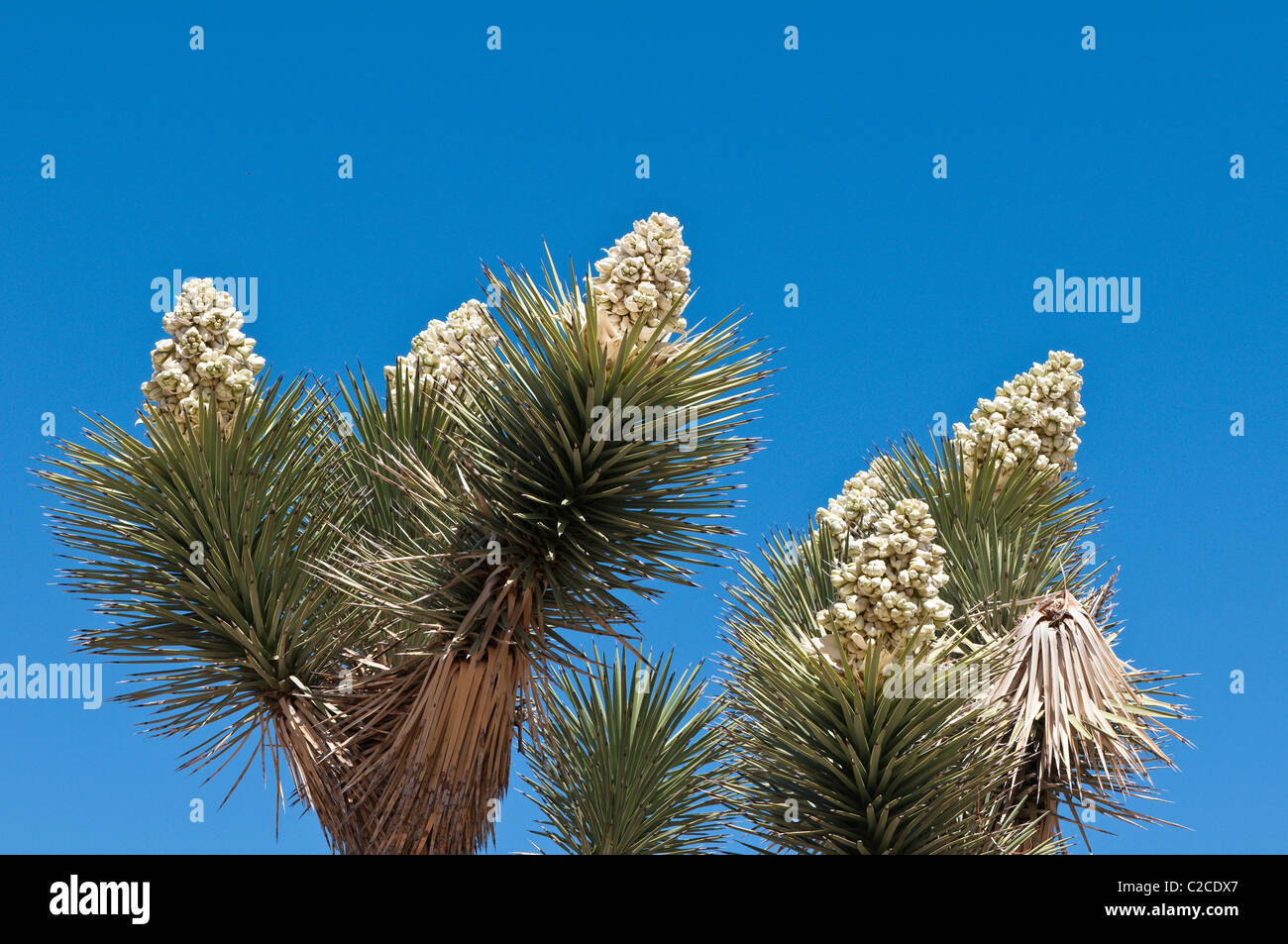 California. Blooming Joshua Tree (Yucca brevifolia), Joshua Tree ...