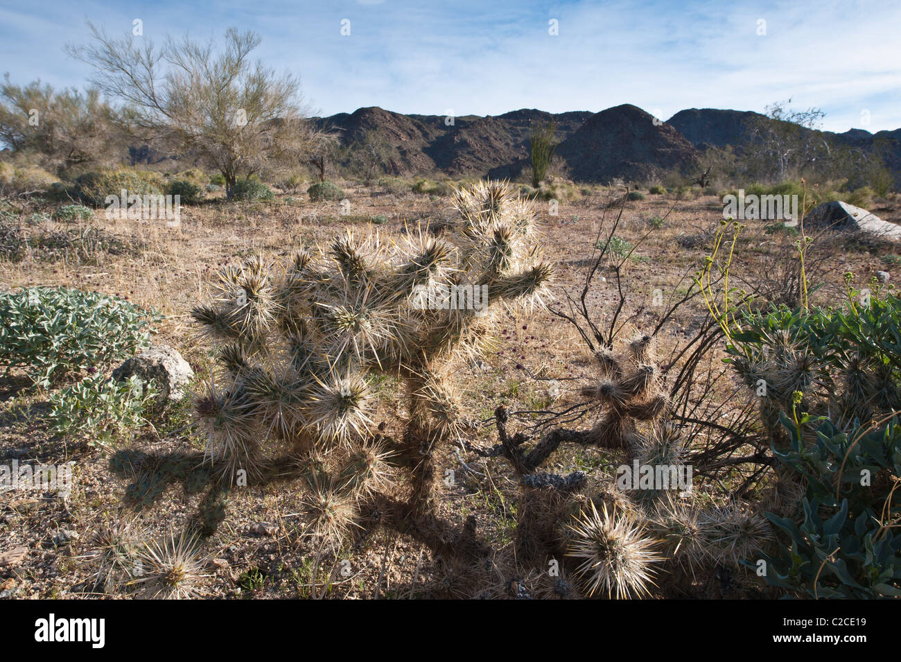 California. Cholla Cactus, (Opuntia bigelovii), Joshua Tree National ...