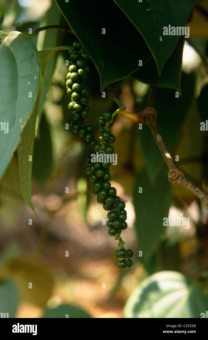 Ponda Goa India Stock Photo - Alamy