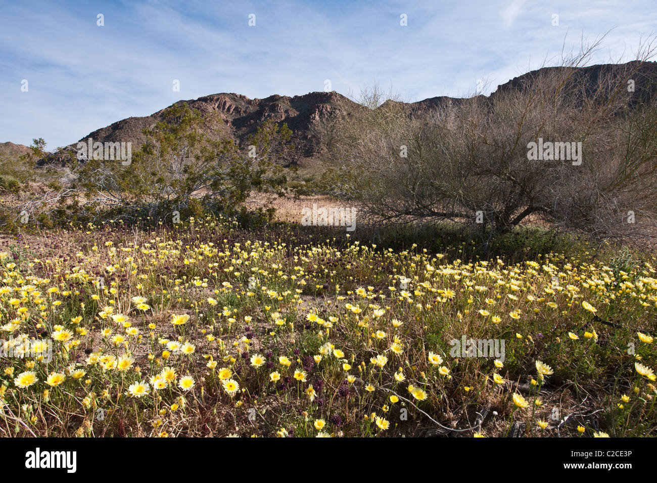 California. Desert Dandelion (Malacothrix californica), Joshua Tree ...