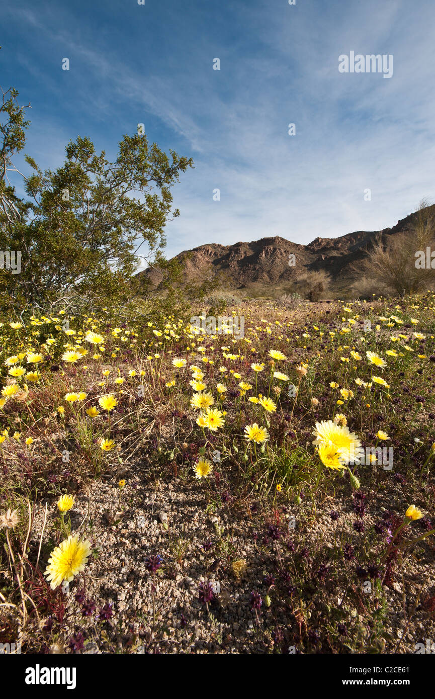 California. Desert Dandelion (Malacothrix californica), Joshua Tree ...