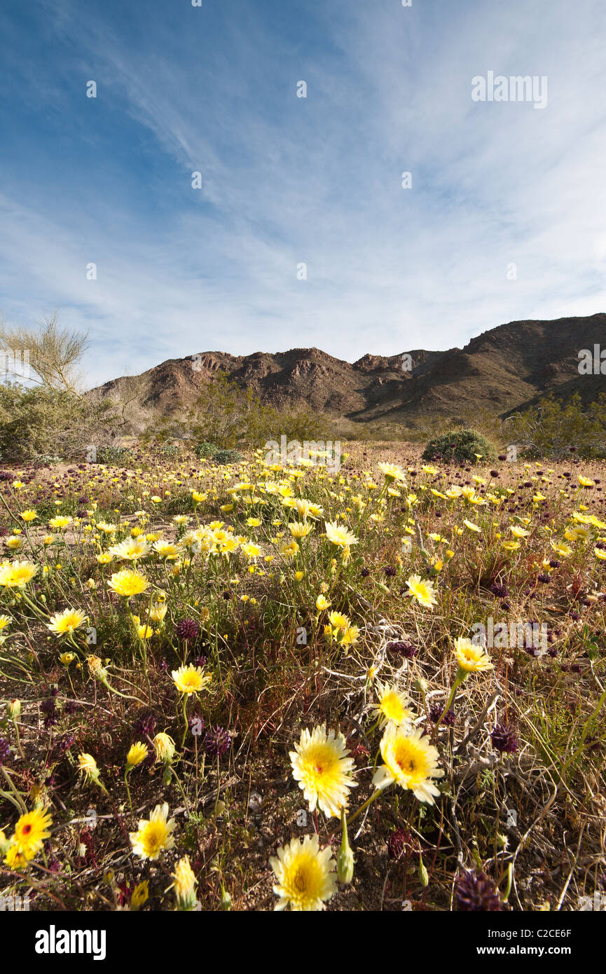 California. Desert Dandelion (Malacothrix californica), Joshua Tree ...