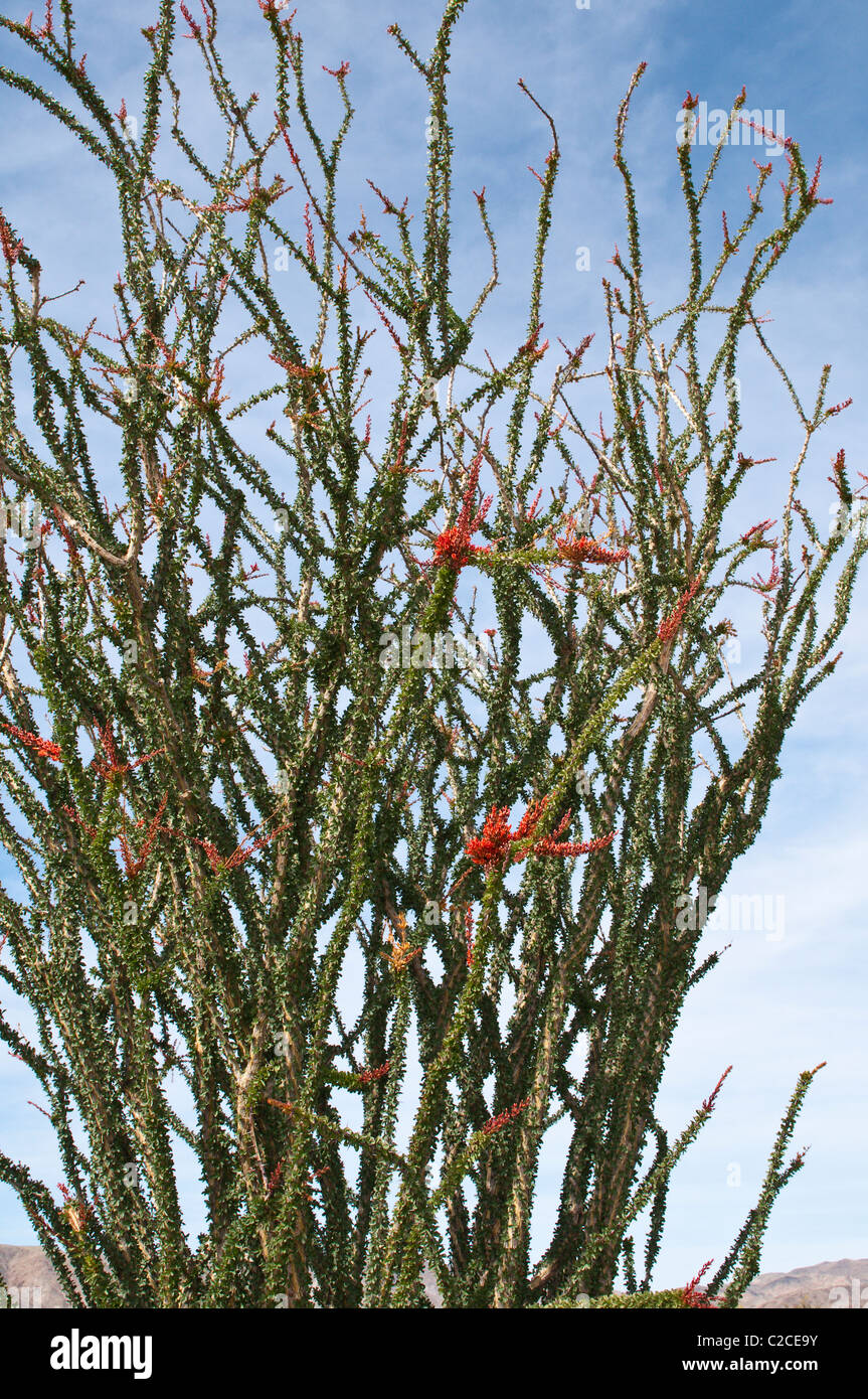 Ocotillo plant joshua tree hi-res stock photography and images - Alamy