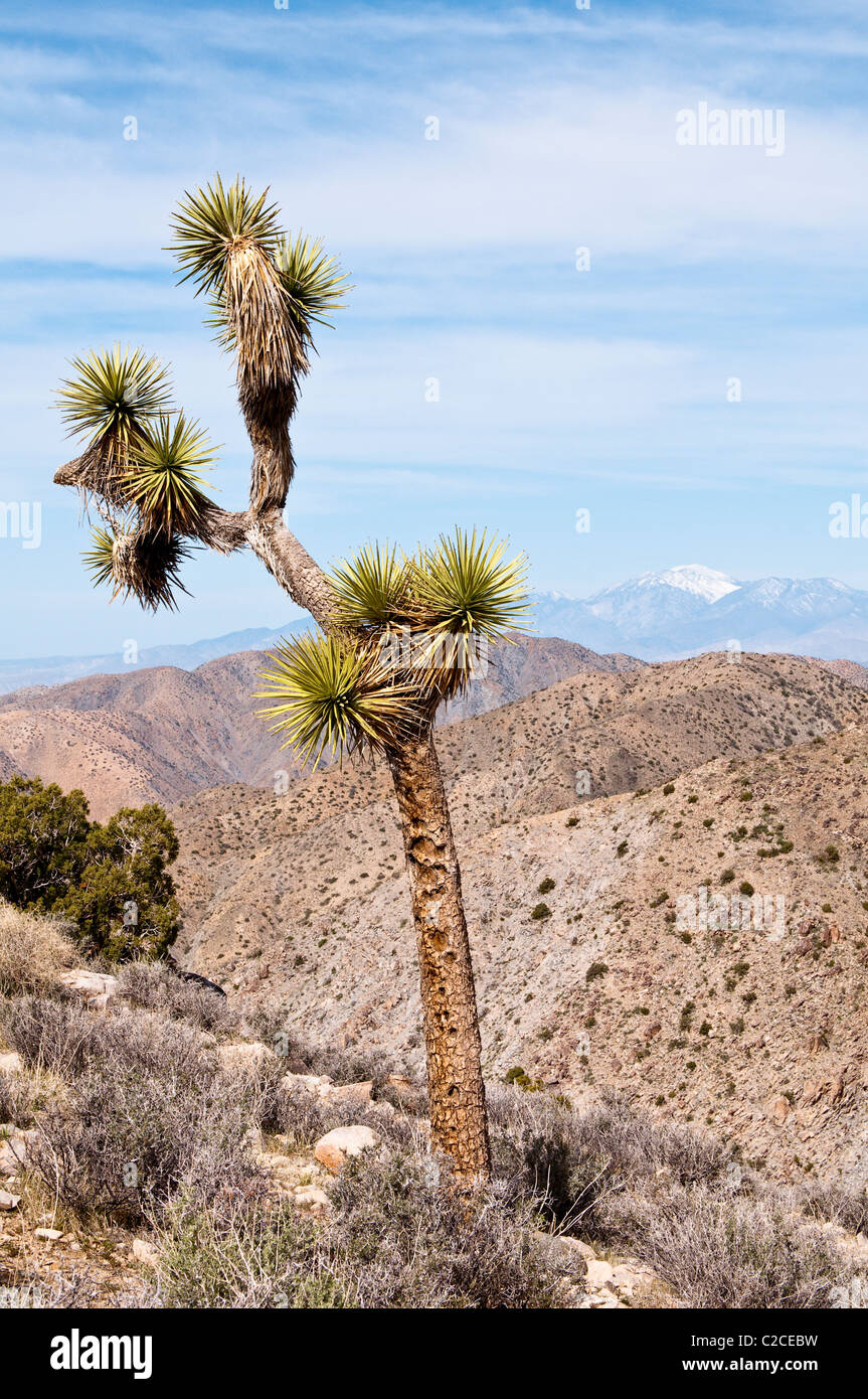 California. View of the Coachella Valley from Keys View, Joshua Tree ...