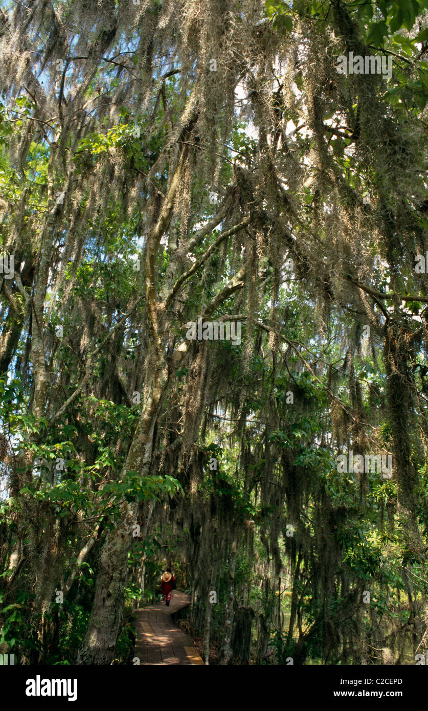 Barataria Preserve Louisiana USA Stock Photo - Alamy
