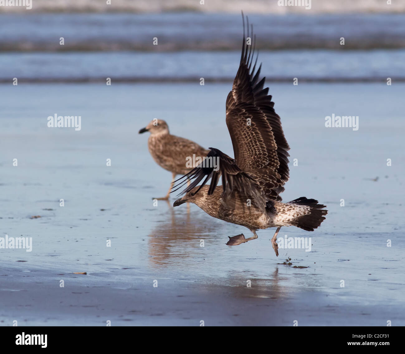 Juvenile Pacific Gulls Stock Photo - Alamy