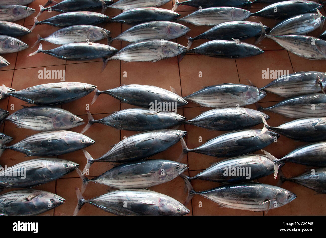 Fresh tuna in market in Sulawesi, Indonesia Stock Photo - Alamy