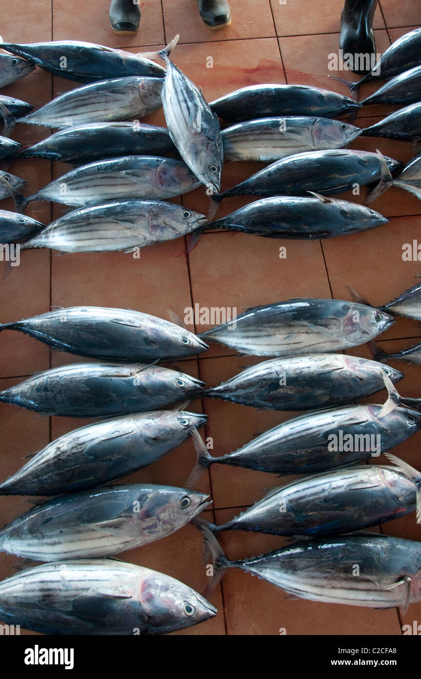 Tuna in Indonesia fish market Stock Photo - Alamy