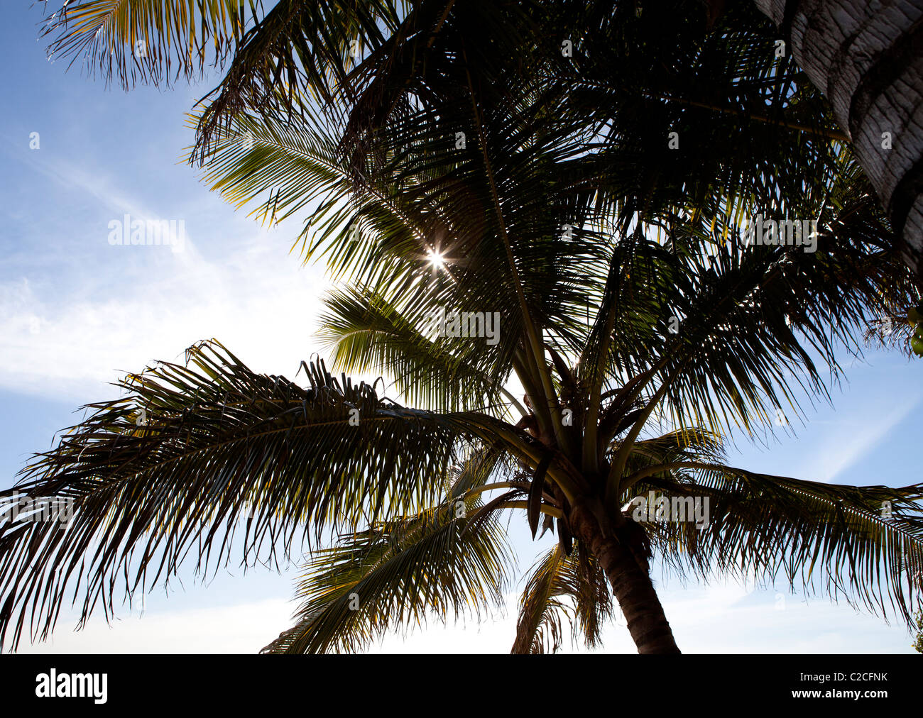 Palm trees hi-res stock photography and images - Alamy