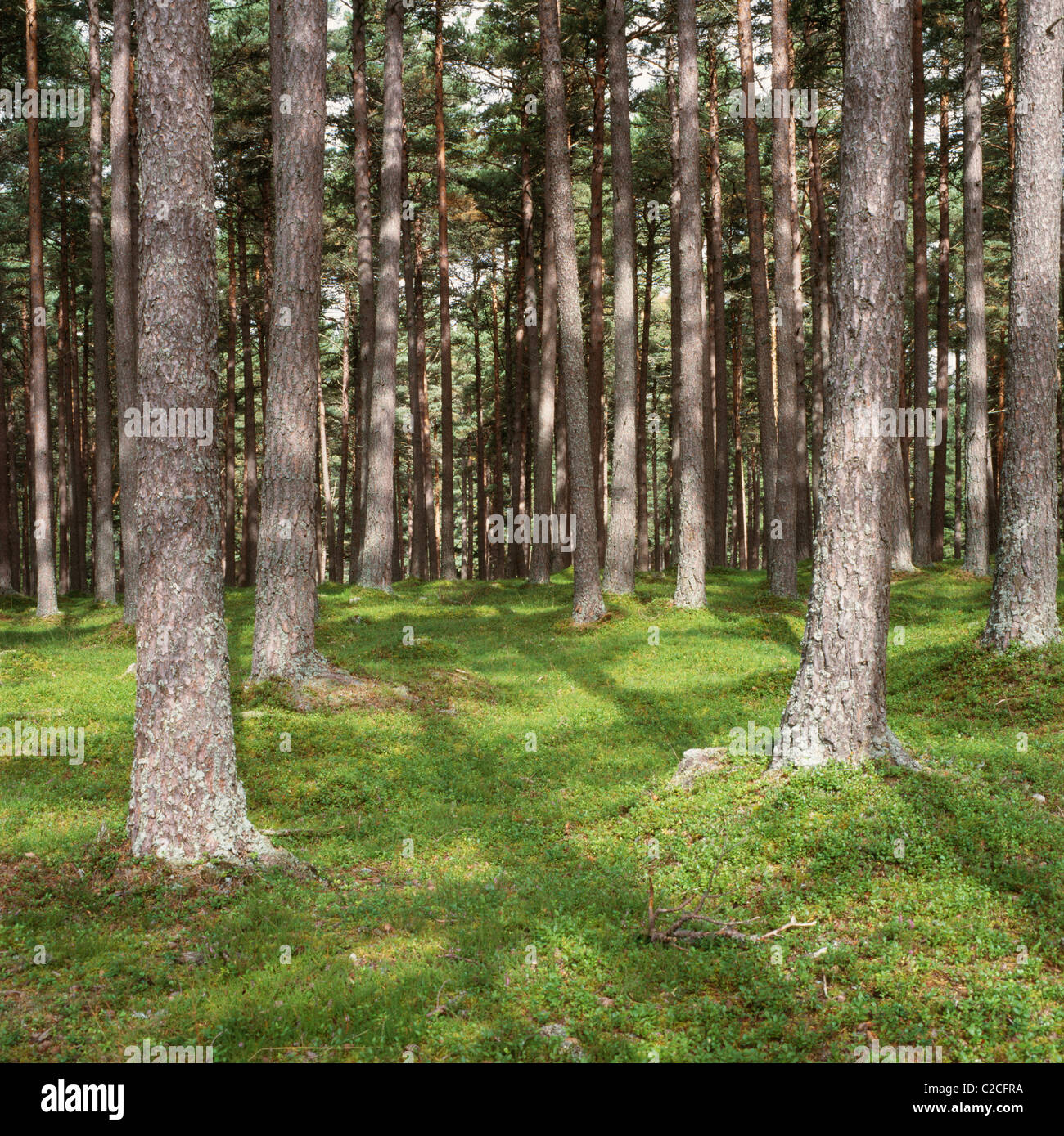 Inverey Grampians Scotland Stock Photo - Alamy
