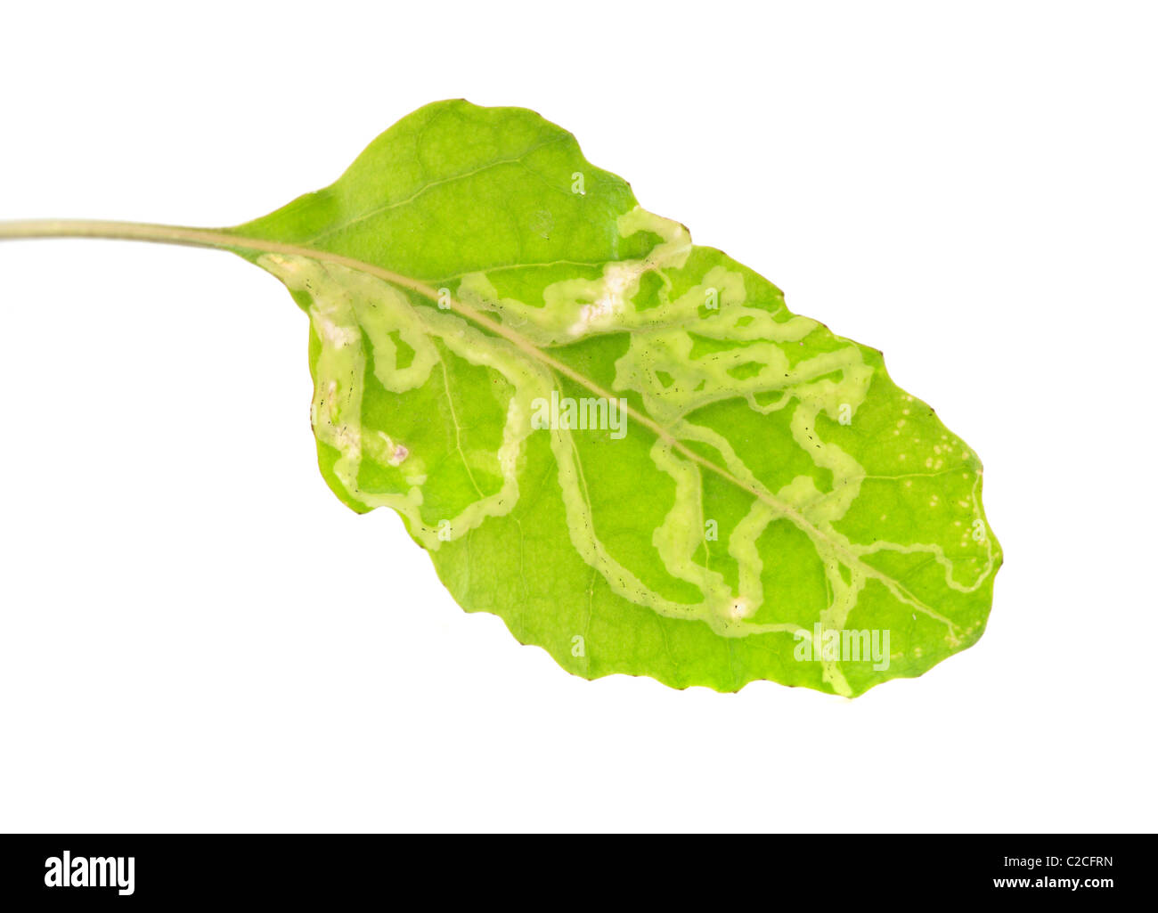 Insect trails hi-res stock photography and images - Alamy