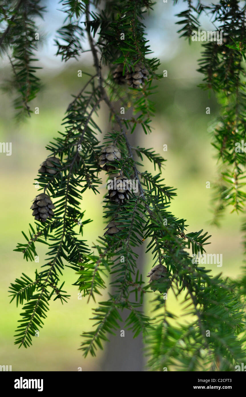 Small Pine cones Stock Photo - Alamy