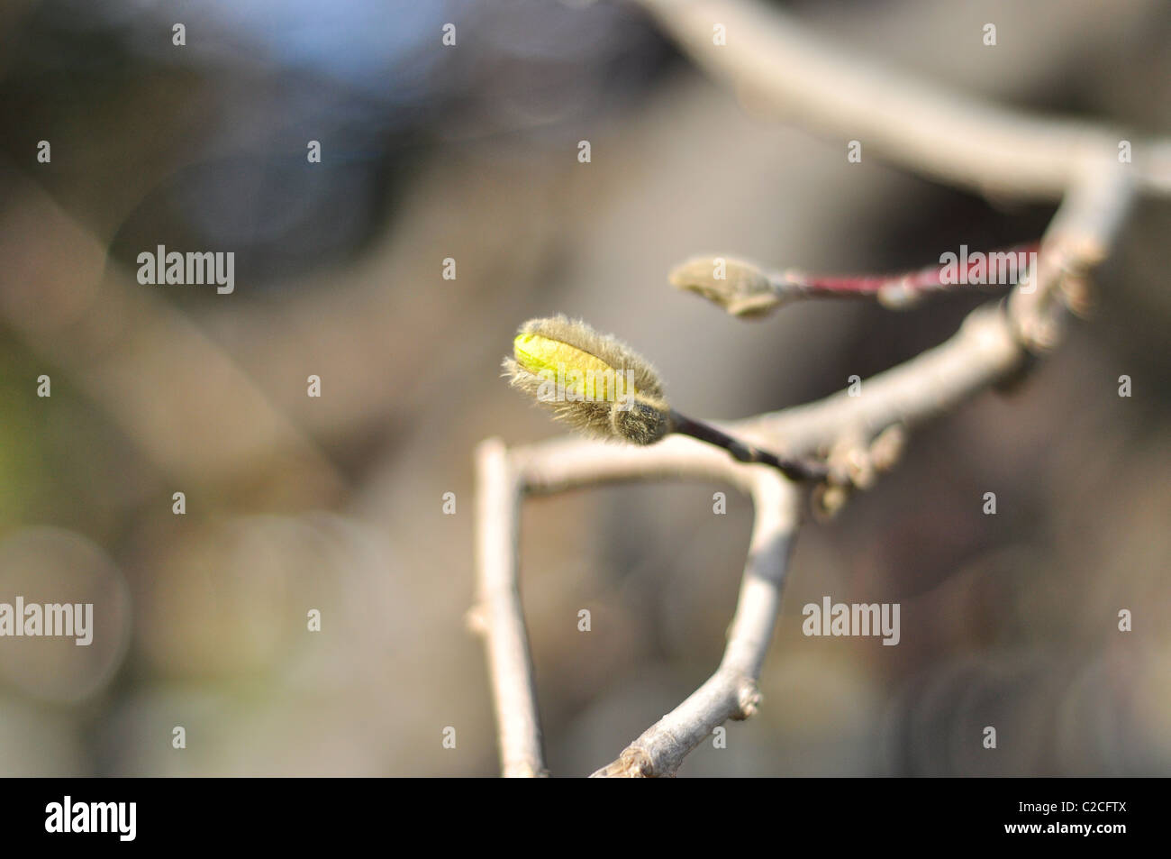 Tree Buds in Spring Stock Photo - Alamy