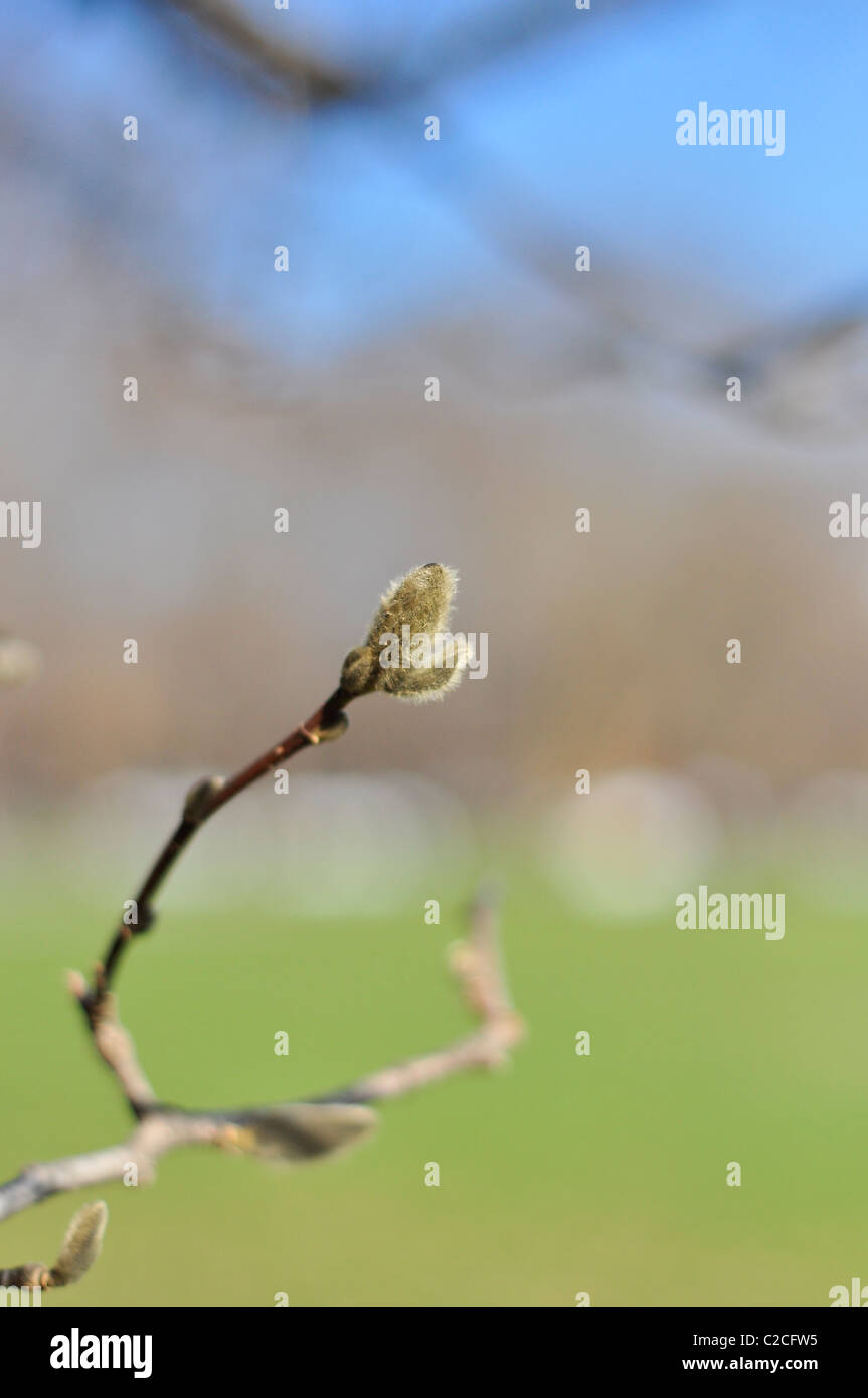 Picture of Tree Buds in the Spring Stock Photo - Alamy