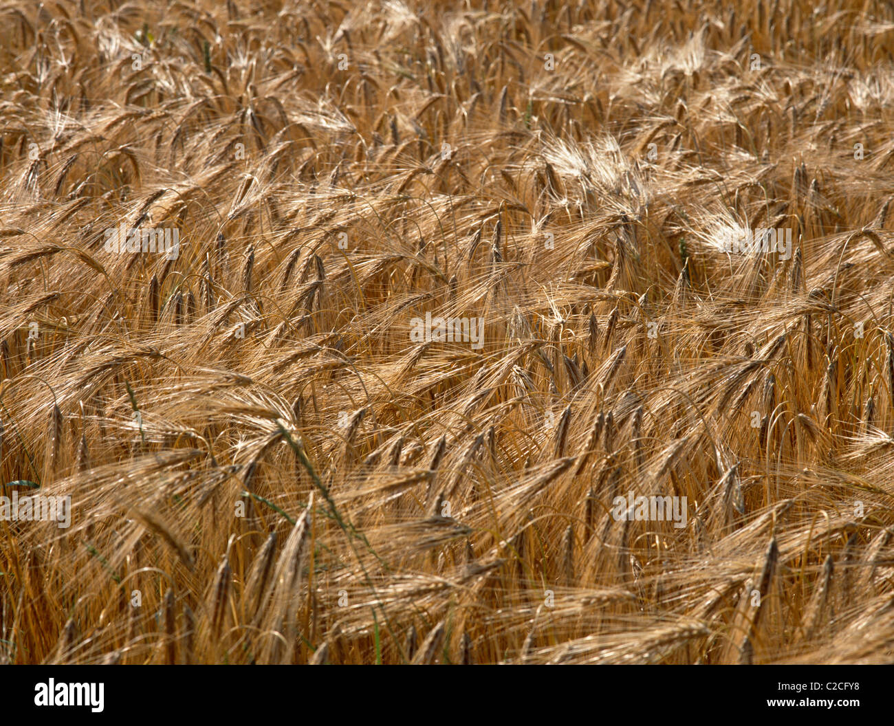 Barley Northumberland England Stock Photo - Alamy