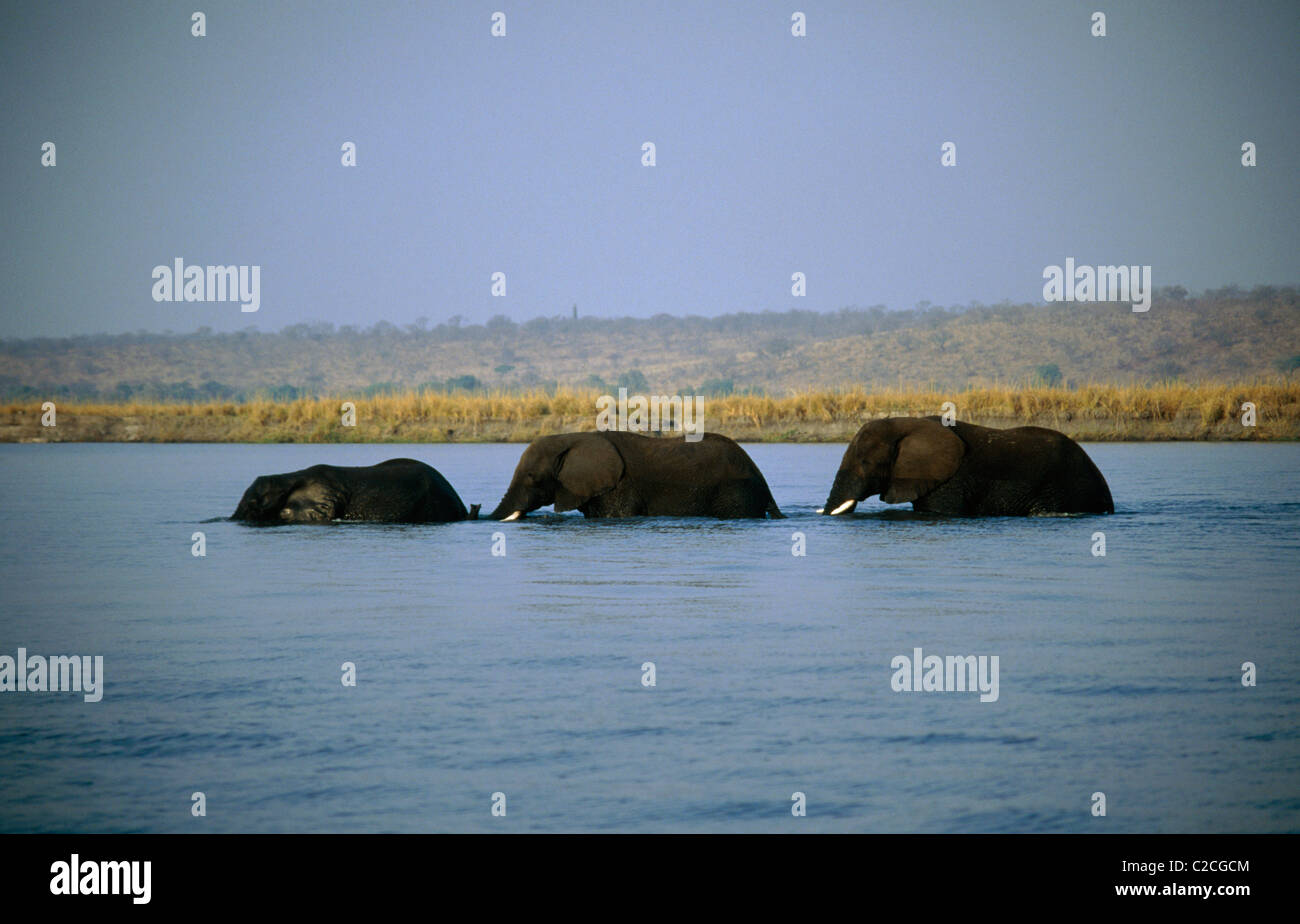Chobe National Park Botswana Stock Photo - Alamy
