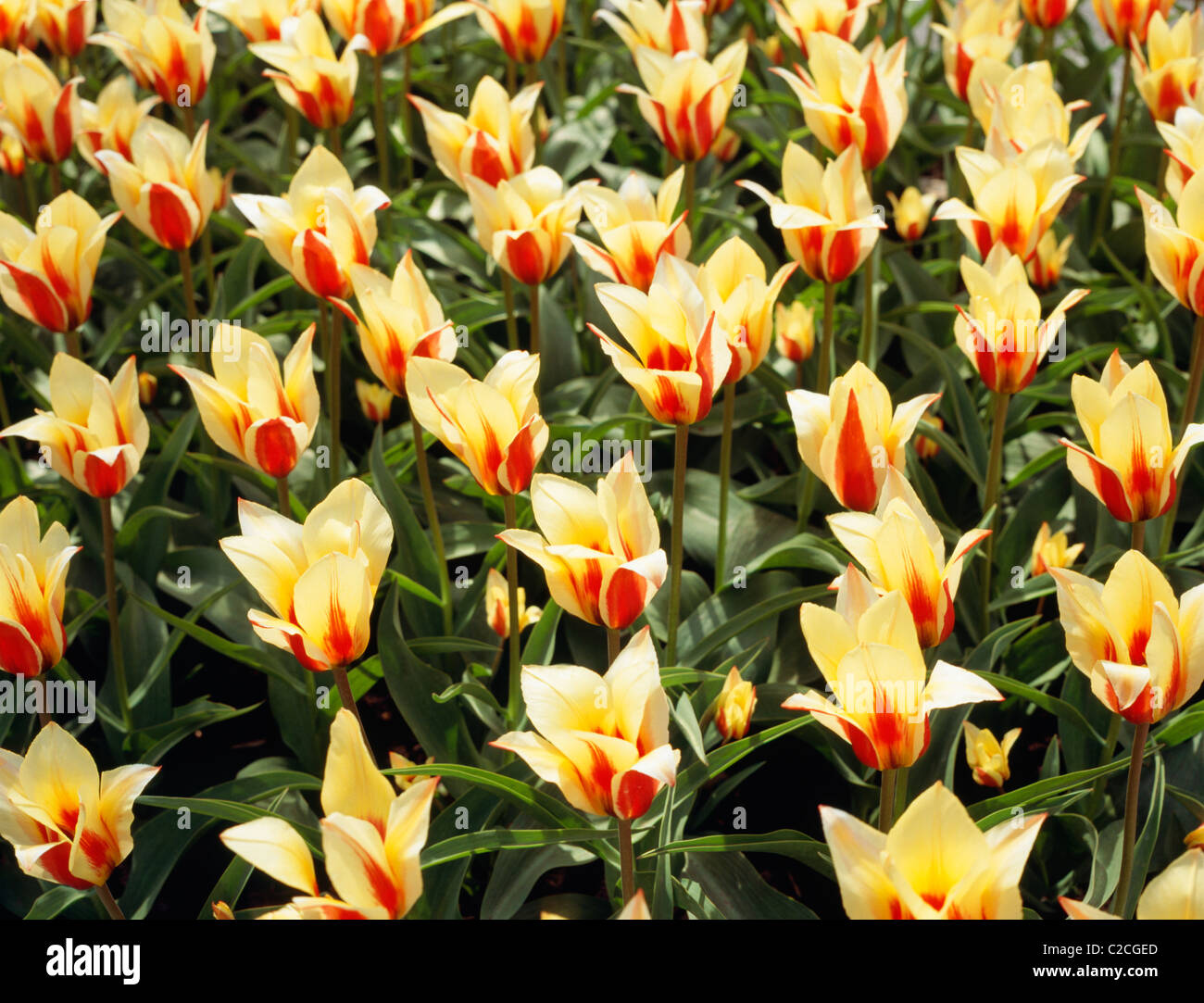 Lisse Netherlands Stock Photo - Alamy