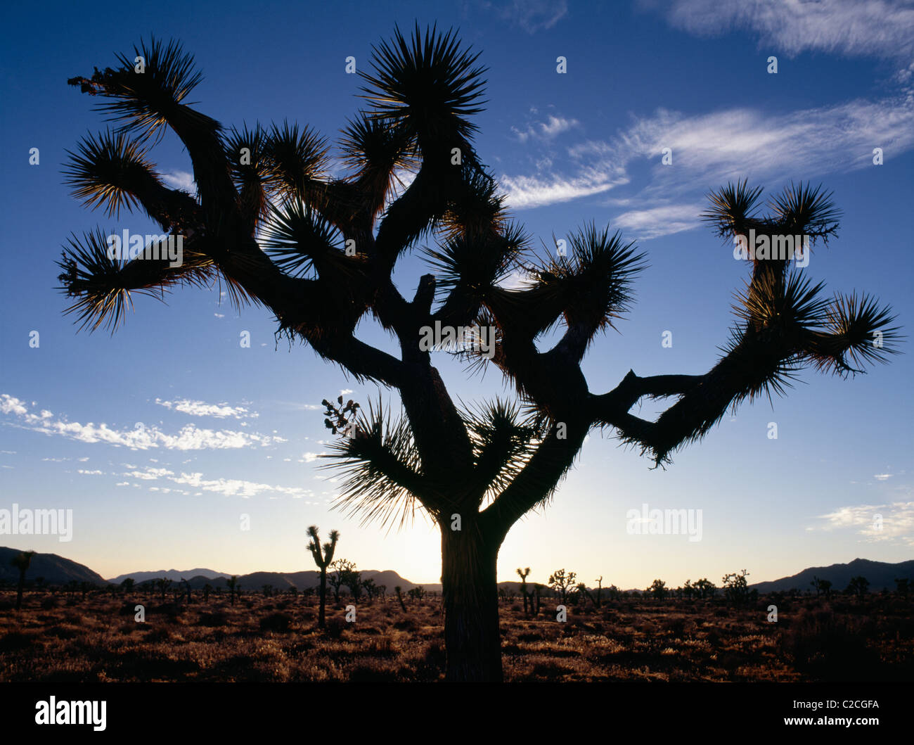 Joshua tree branches hi-res stock photography and images - Alamy