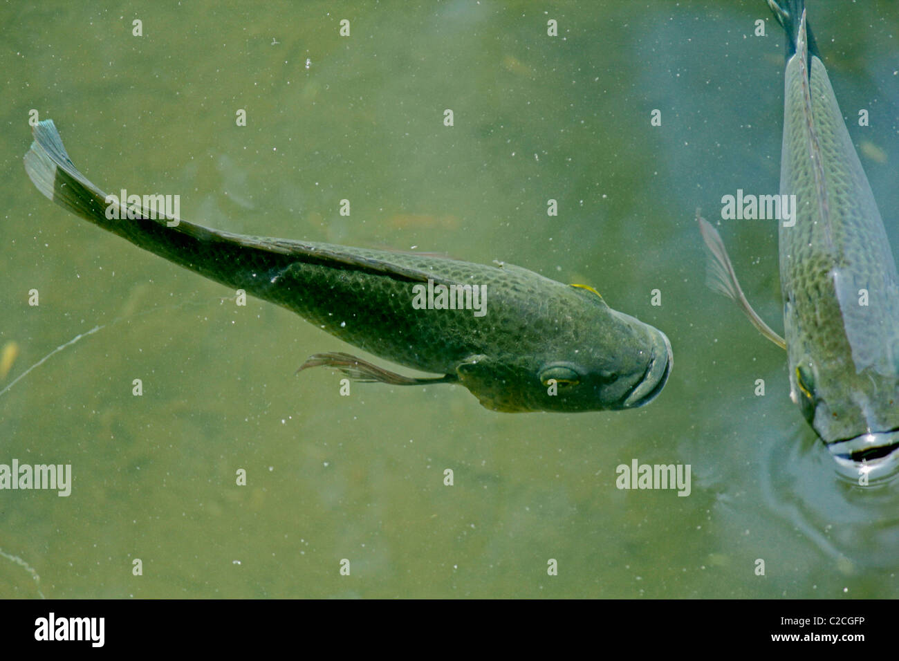 Blue kurper hi-res stock photography and images - Alamy